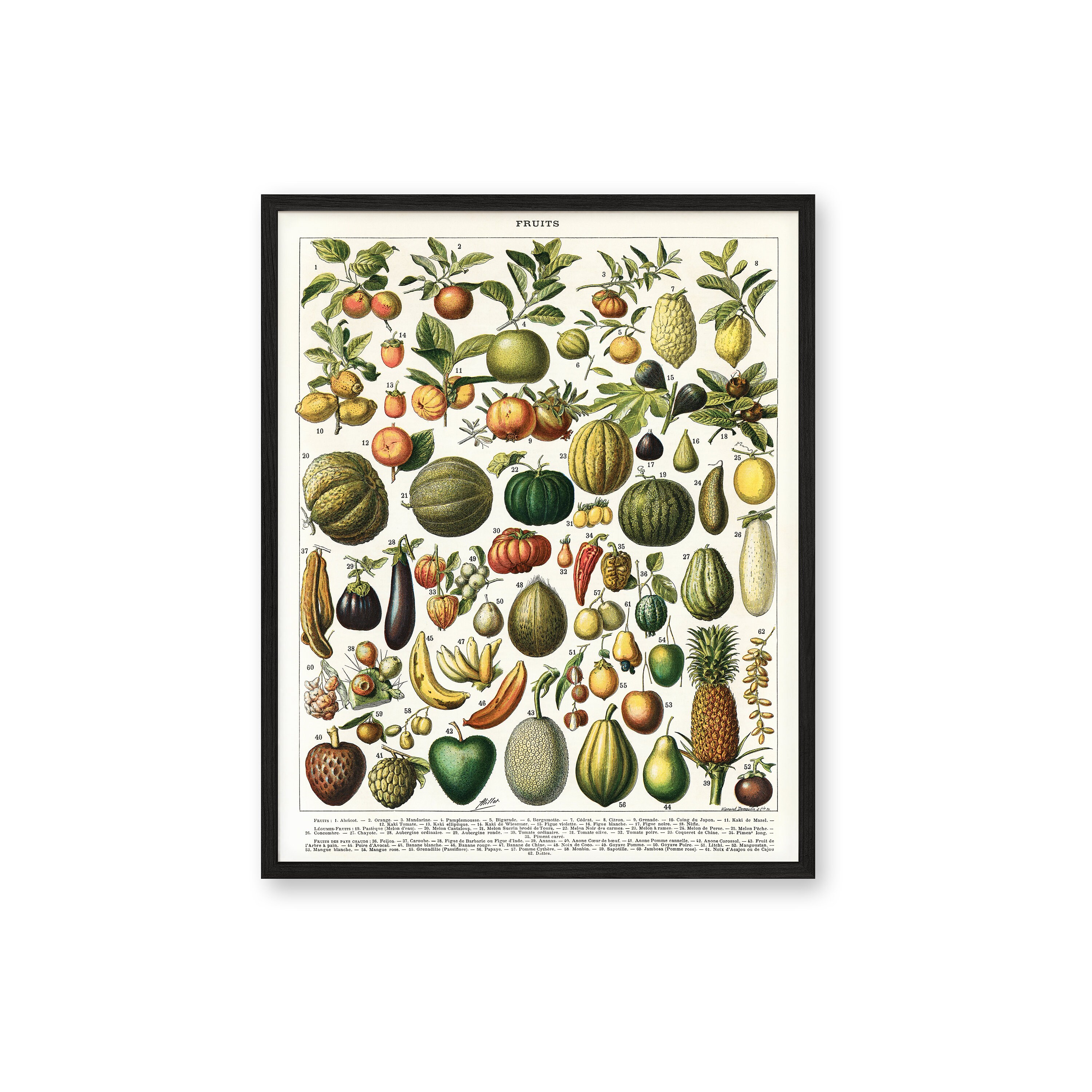 Beautiful Vintage Fruit Poster Printable Wall Art, Downloadable Vintage ...