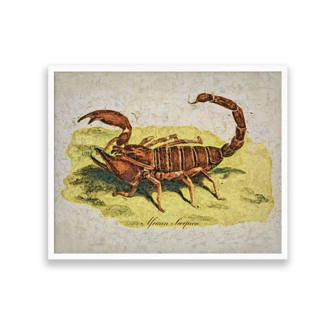Vintage African Scorpion Digital Downloadable Art, Printable Art ...