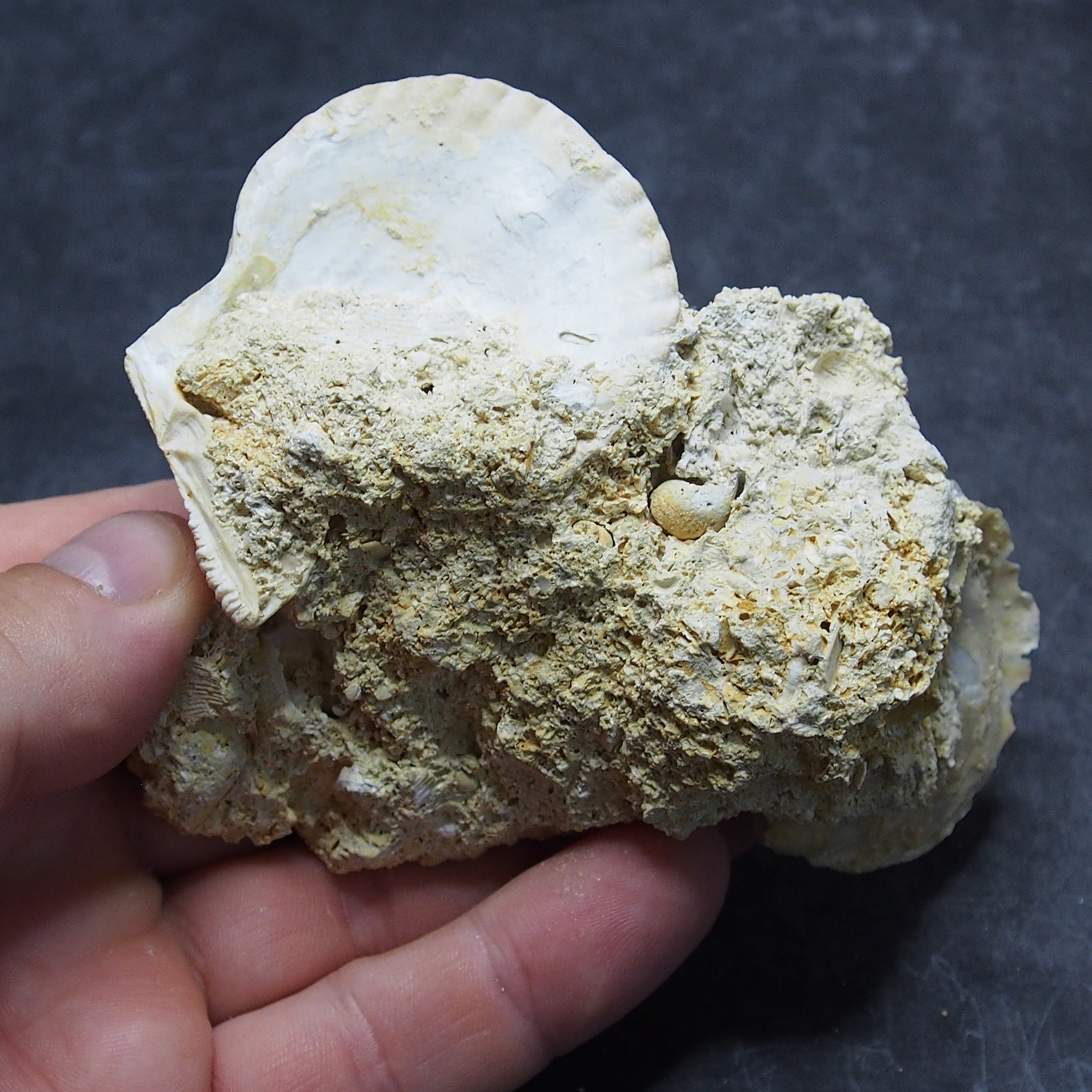 Offer a Price Bivalve Fossil Chlamys Varia Shell Spain - Etsy
