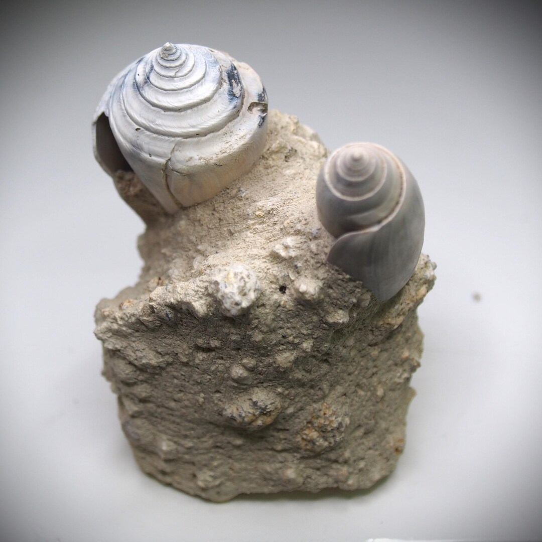 Gastropod Bunccinidae, Conidae, Charoniidae Fossil Miocene France - Etsy