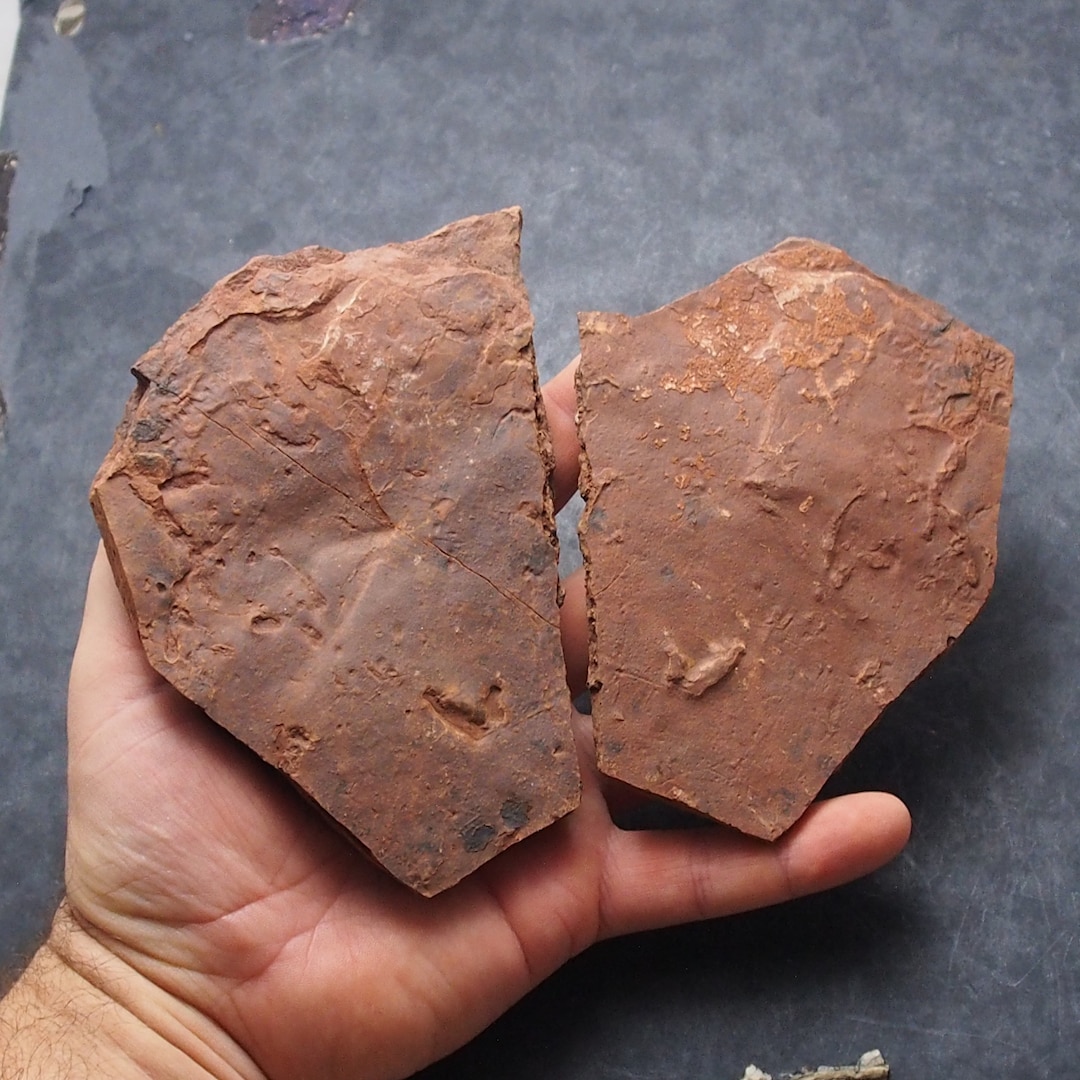 Offer a Price Traces Amphibian Dromopus Didactilus Permian Fossil ...