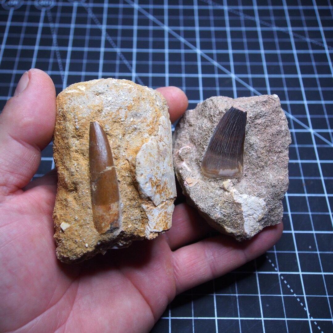 Elasmosaurus Mosasaur Teeth Predators Plesiosaurus Fish Vertebra ...