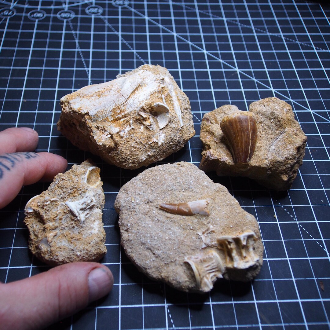 Elasmosaurus Mosasaur Teeth Predators Plesiosaurus Fish Vertebra ...