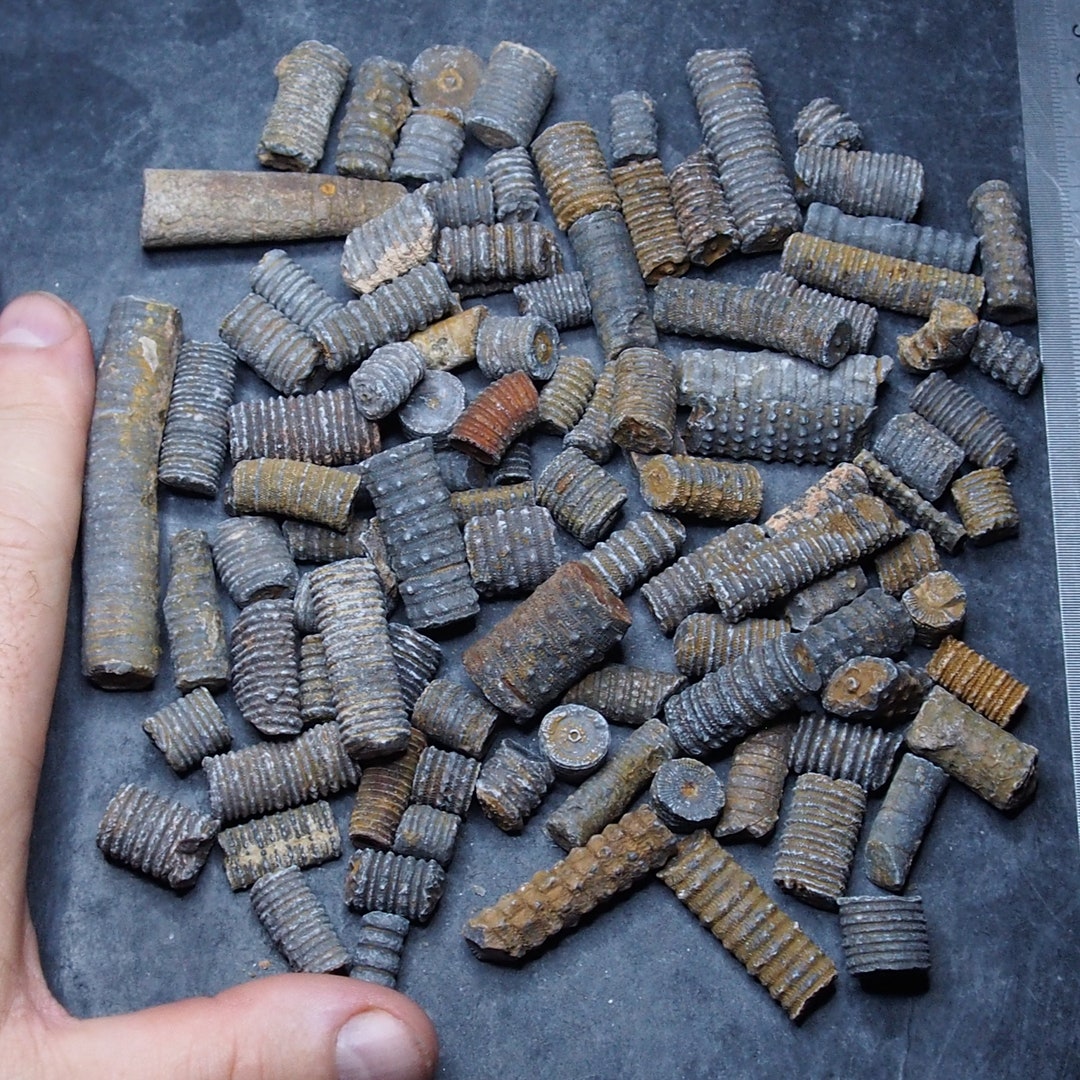 400grams Crinoid Stems Silurian Devonian Lot Fossil 2 - Etsy