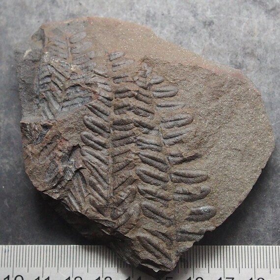 Stem Fossil Plant Pecopteris polymorpha Carboniferous Fosilies | Etsy