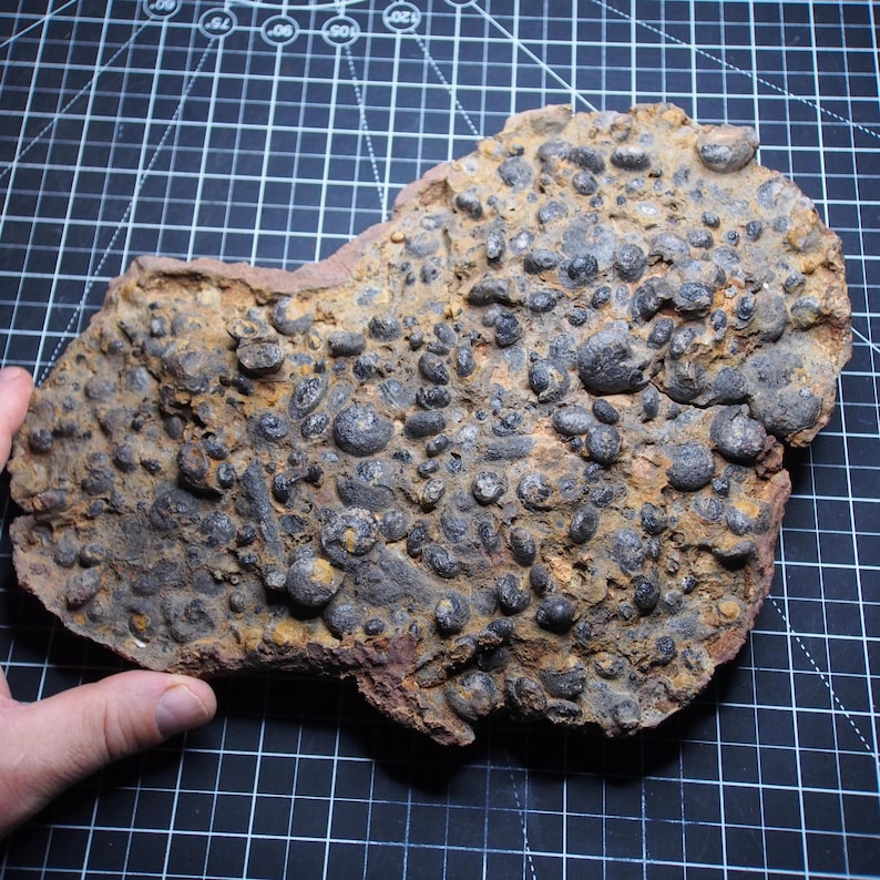 3.5kg Goniatit Devon Mineral Fossil Ammonit Dino - Etsy.de