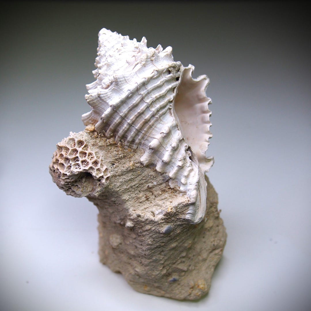 Gastropod Bunccinidae, Conidae, Charoniidae Fossil Miocene France - Etsy