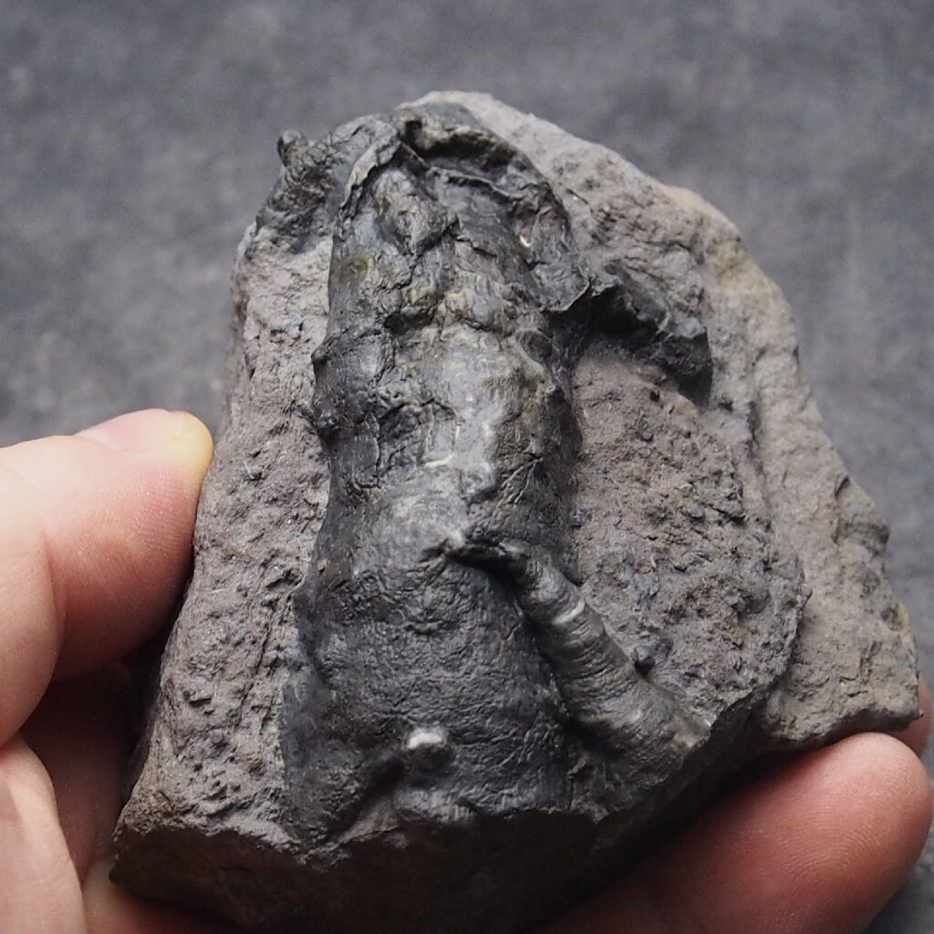 Offer a Price 0.5 Kg. Rugosa Tabulata Czech Fossil Coral - Etsy