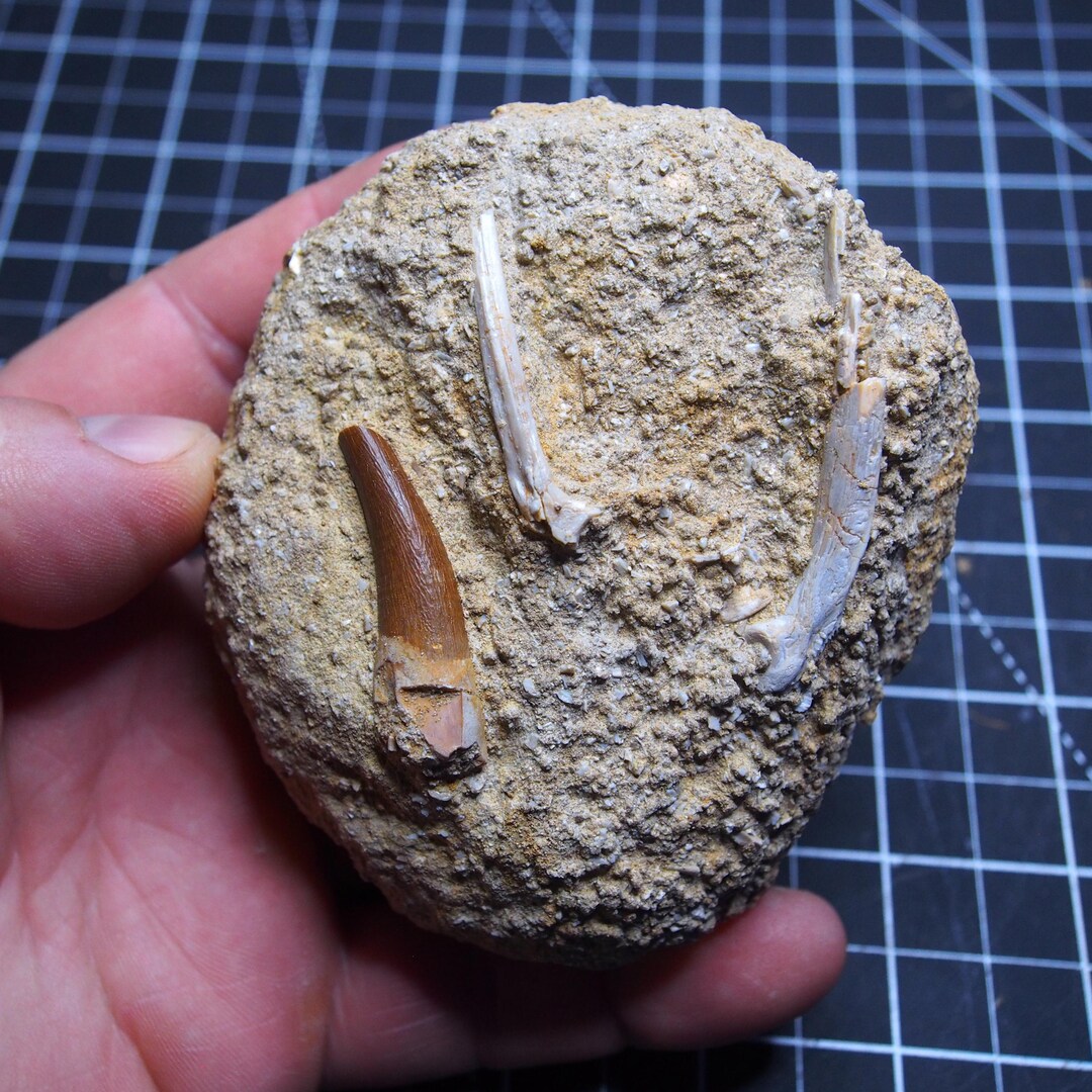 Elasmosaurus Teeth Predators Plesiosaurus Fish Vertebra Fossils ...