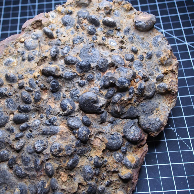 3.5kg Goniatit Devon Mineral Fossil Ammonit Dino - Etsy.de