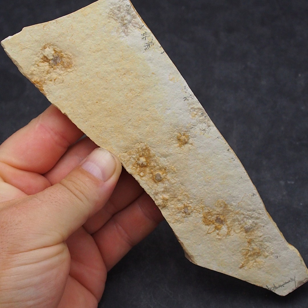 Offer a Price! Floating Crinoid Saccocoma Pectinata Echinoderms Fossil ...