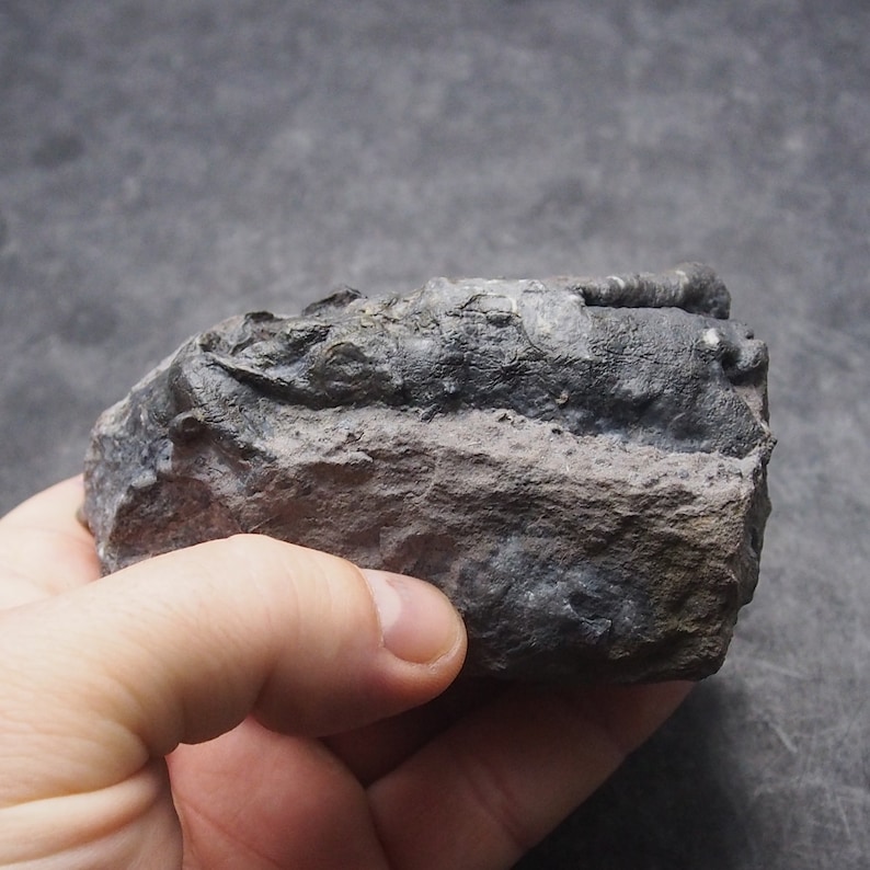 Offer a Price 0.5 Kg. Rugosa Tabulata Czech Fossil Coral - Etsy