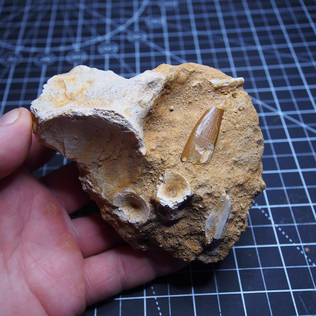 Elasmosaurus Teeth Predators Plesiosaurus Fish Vertebra Fossils ...