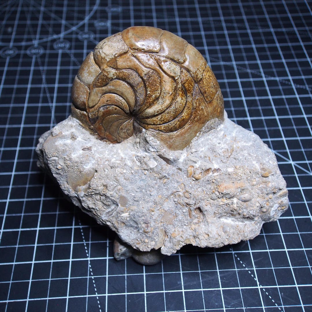 Aturia Sp. Nautilus Ammonite Fossil Fossilien Lot Mollusk - Etsy