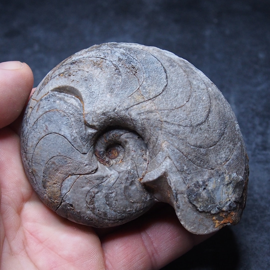 250gr 91mm Goniatite Devonian Mineral Fossil Ammonite - Etsy