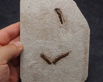 Fossilized Poop - Etsy