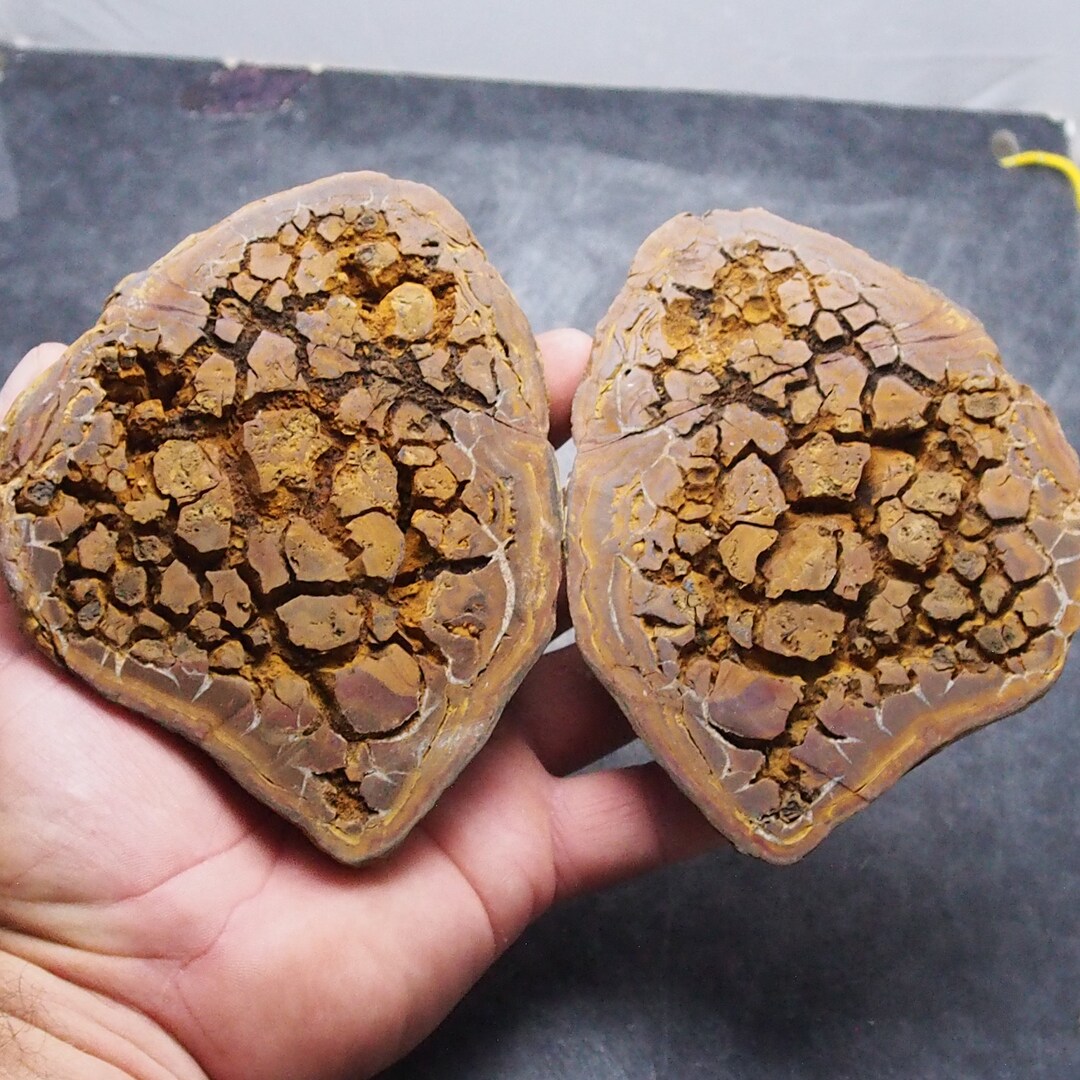 Offer a Price! 875gr. Fossil Septarian Morocco 50 Million Years Africa ...