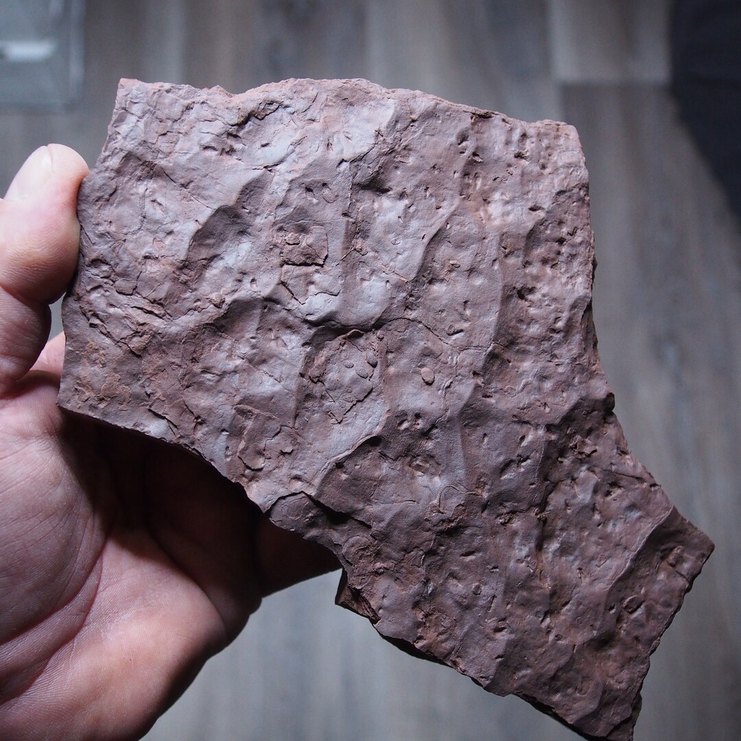 0.8kg Ripple Marks Bivalves Called Seed Permian Fossil - Etsy Canada