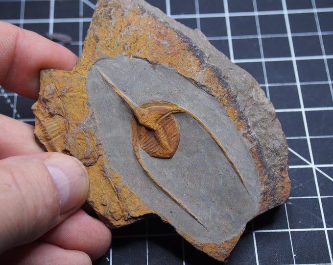 Trilobite Ampyx Lonchodomas Fossil Ordovician Morocco Arthropods - Etsy