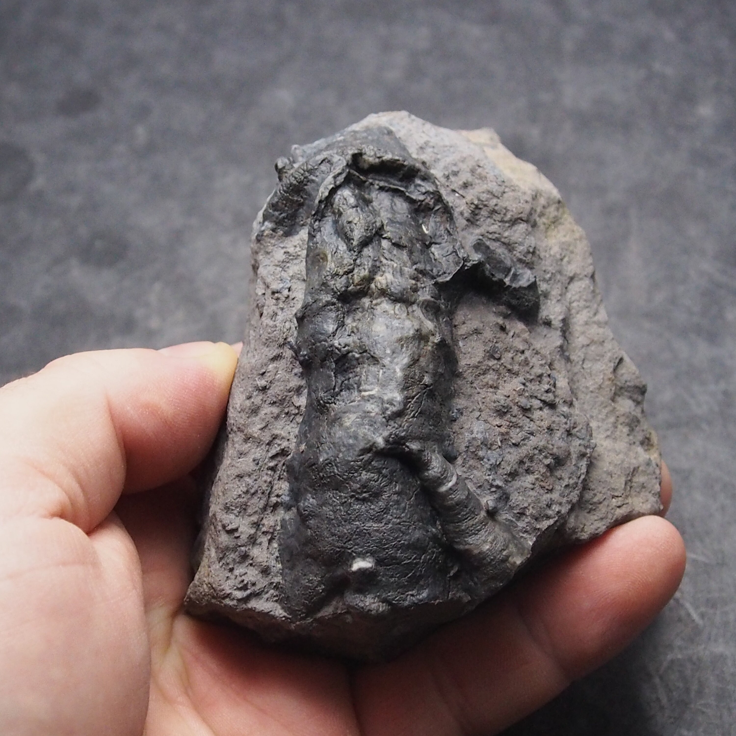 Offer a Price 0.5 Kg. Rugosa Tabulata Czech Fossil Coral - Etsy