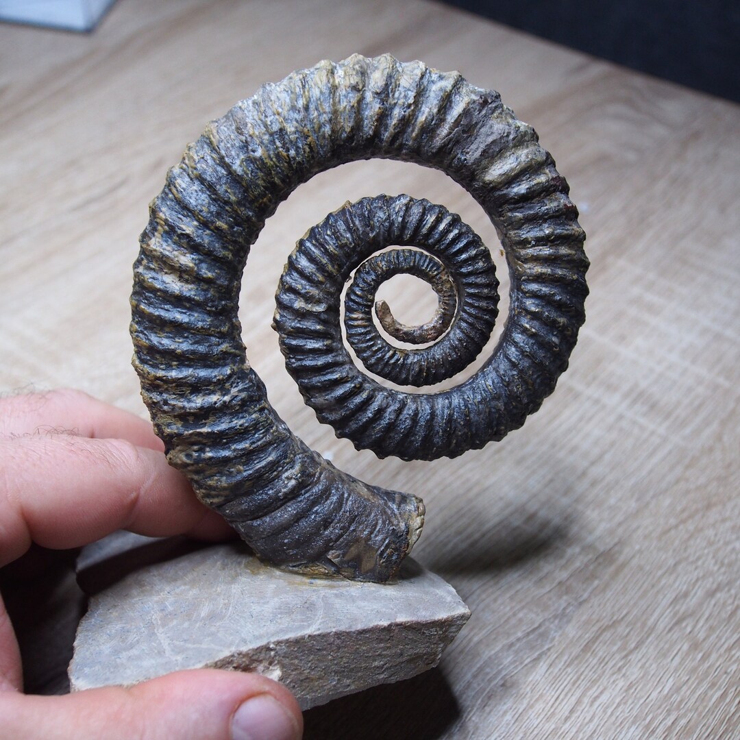 120mm Heteromorph Anetoceras Sp. Ammonite Lower Devonian Morocco - Etsy