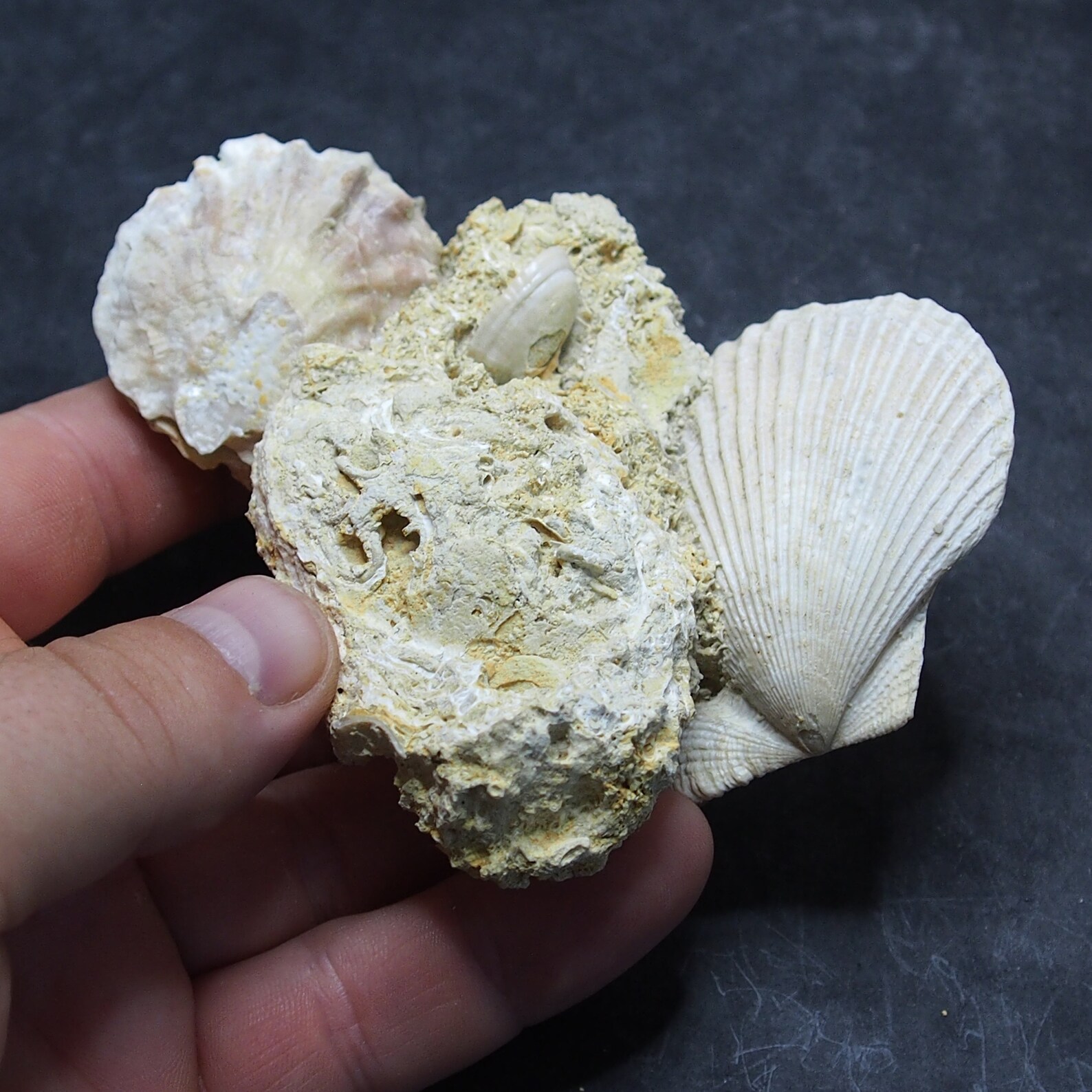 Offer a Price Bivalve Fossil Chlamys Varia Shell Spain - Etsy