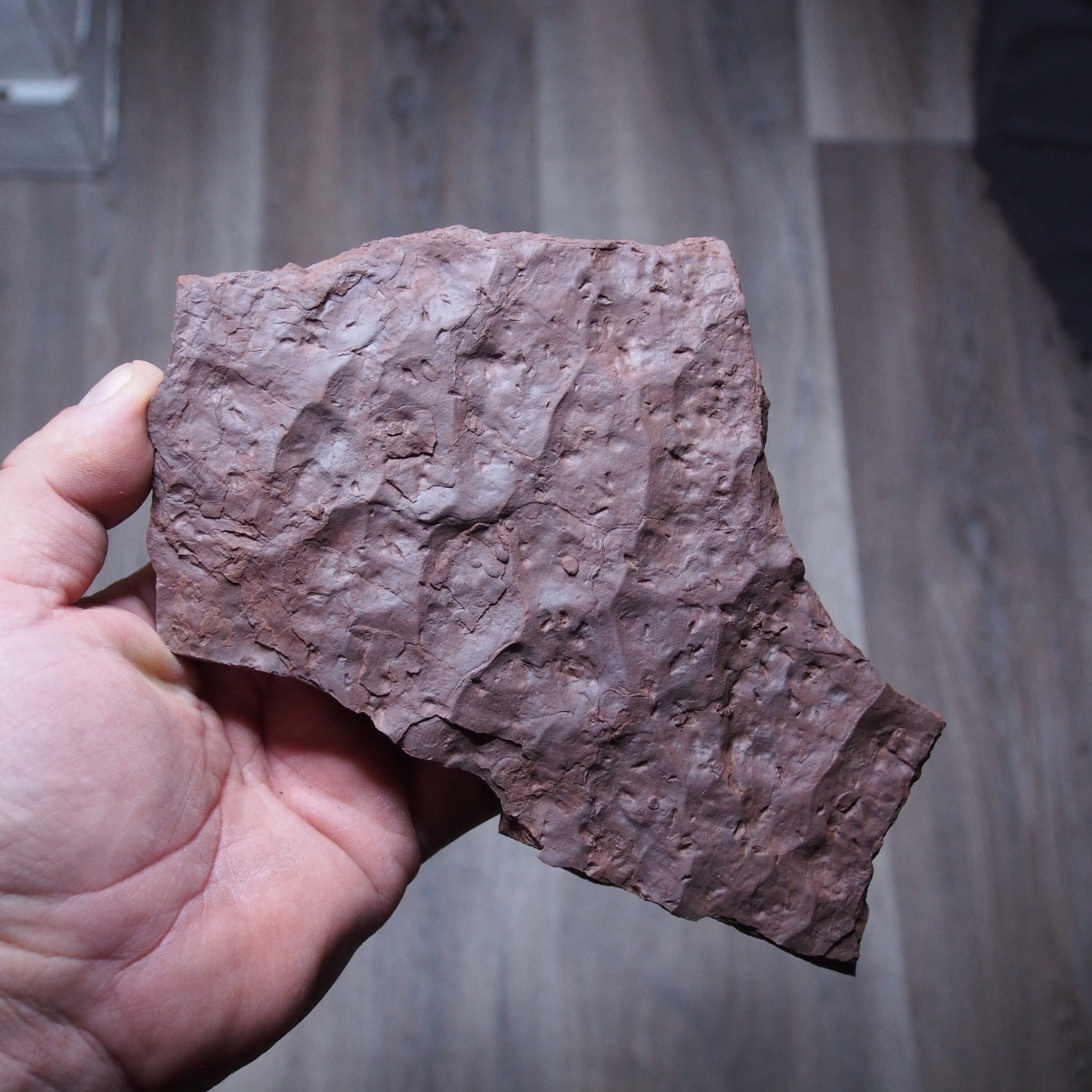 0.8kg Ripple Marks Bivalves Called Seed Permian Fossil - Etsy Canada