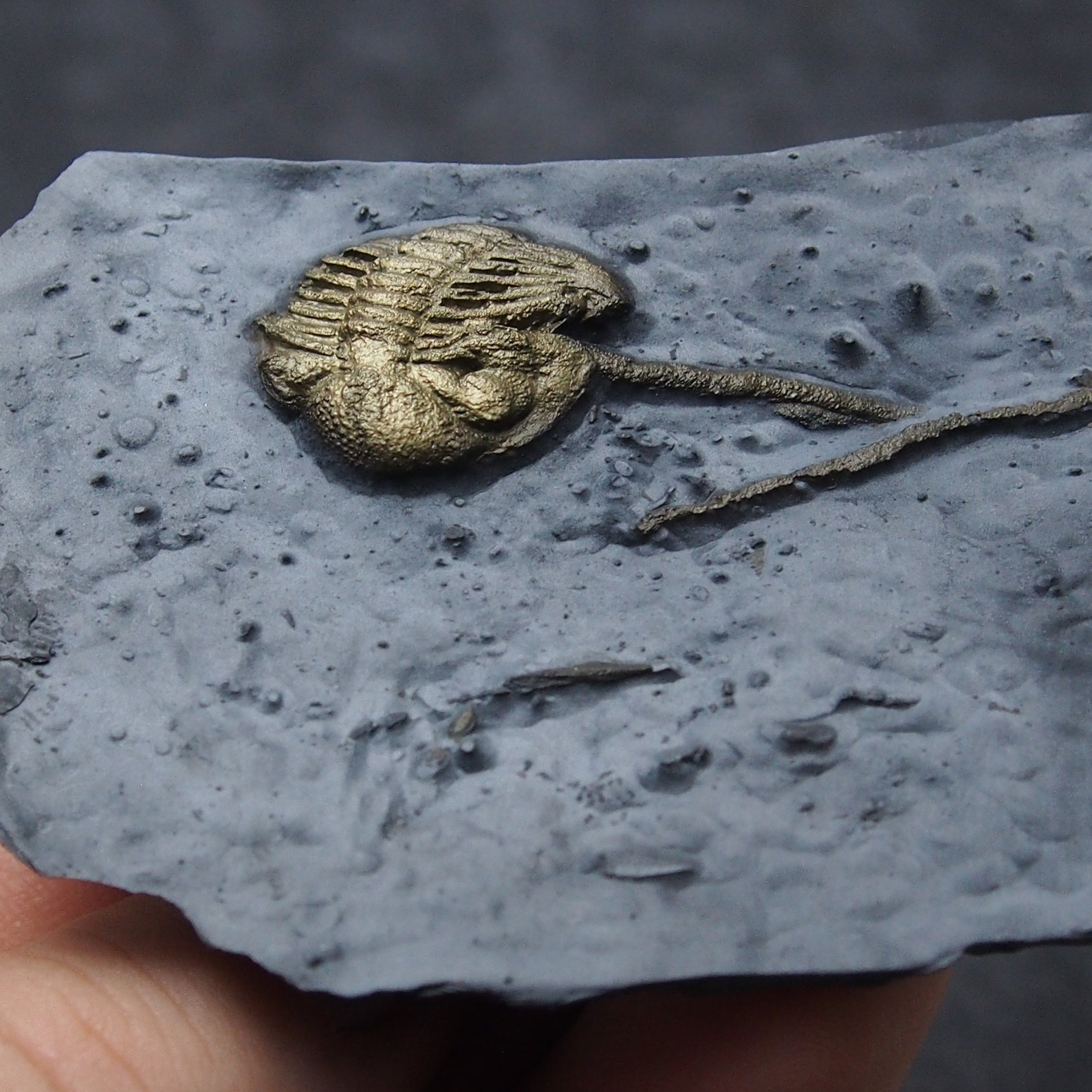 Pyrite Trilobite Chotecops sp. Bundenbach Devonian Fossiles | Etsy