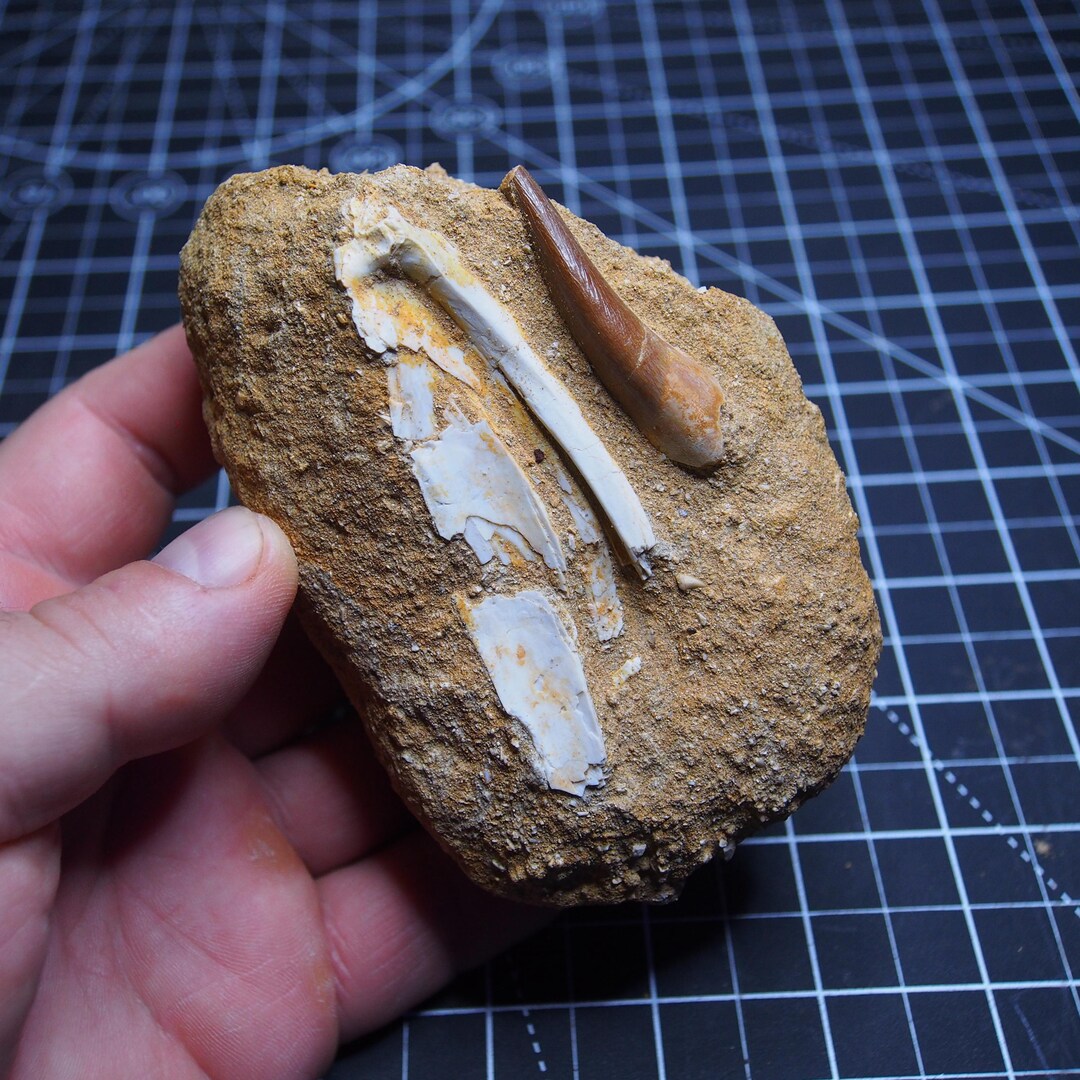 Elasmosaurus Teeth Predators Plesiosaurus Fish Vertebra Fossils ...