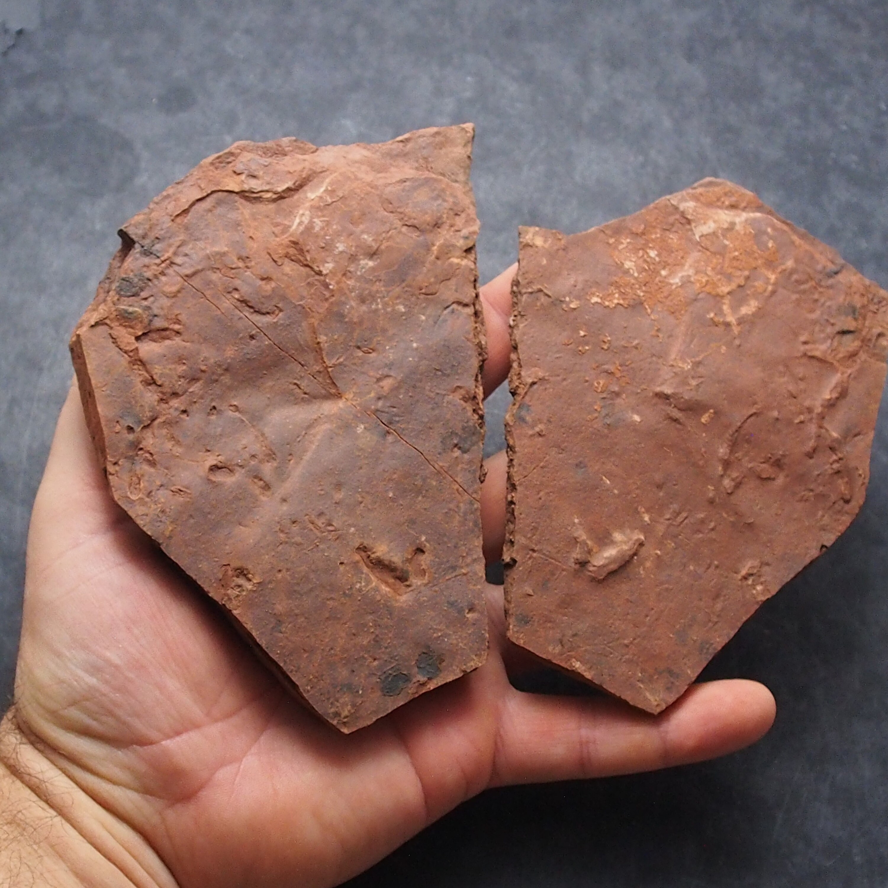 Offer a Price! Traces Amphibian Dromopus Didactilus Permian Fossil ...