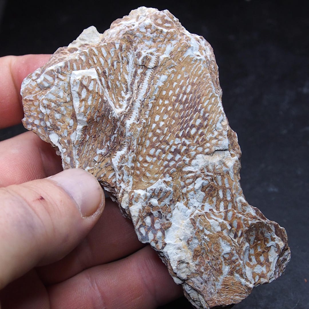 Graptolites Araneograptus Murrayi Fossil Ordovician Morocco 52 - Etsy