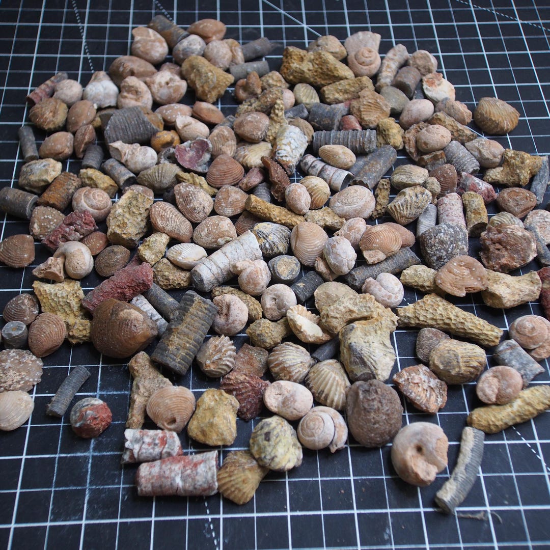 1kg Mix Fossils Brachiopod Coral Bivalve Snail Crinoide Orthoceras - Etsy