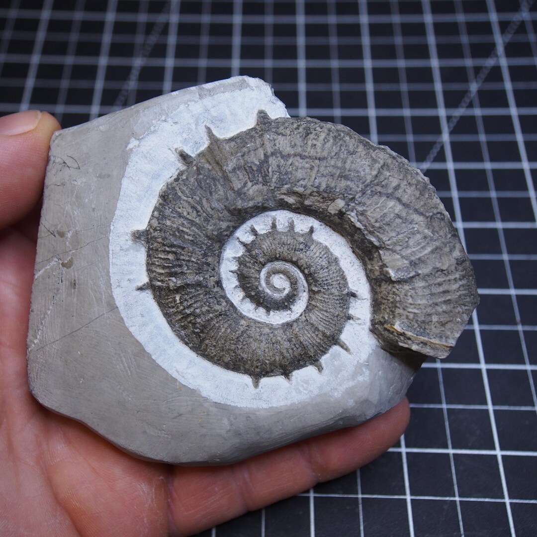 RARE Heteromorph France Ammonite Crioceratites Loryi - Hauterivian ...