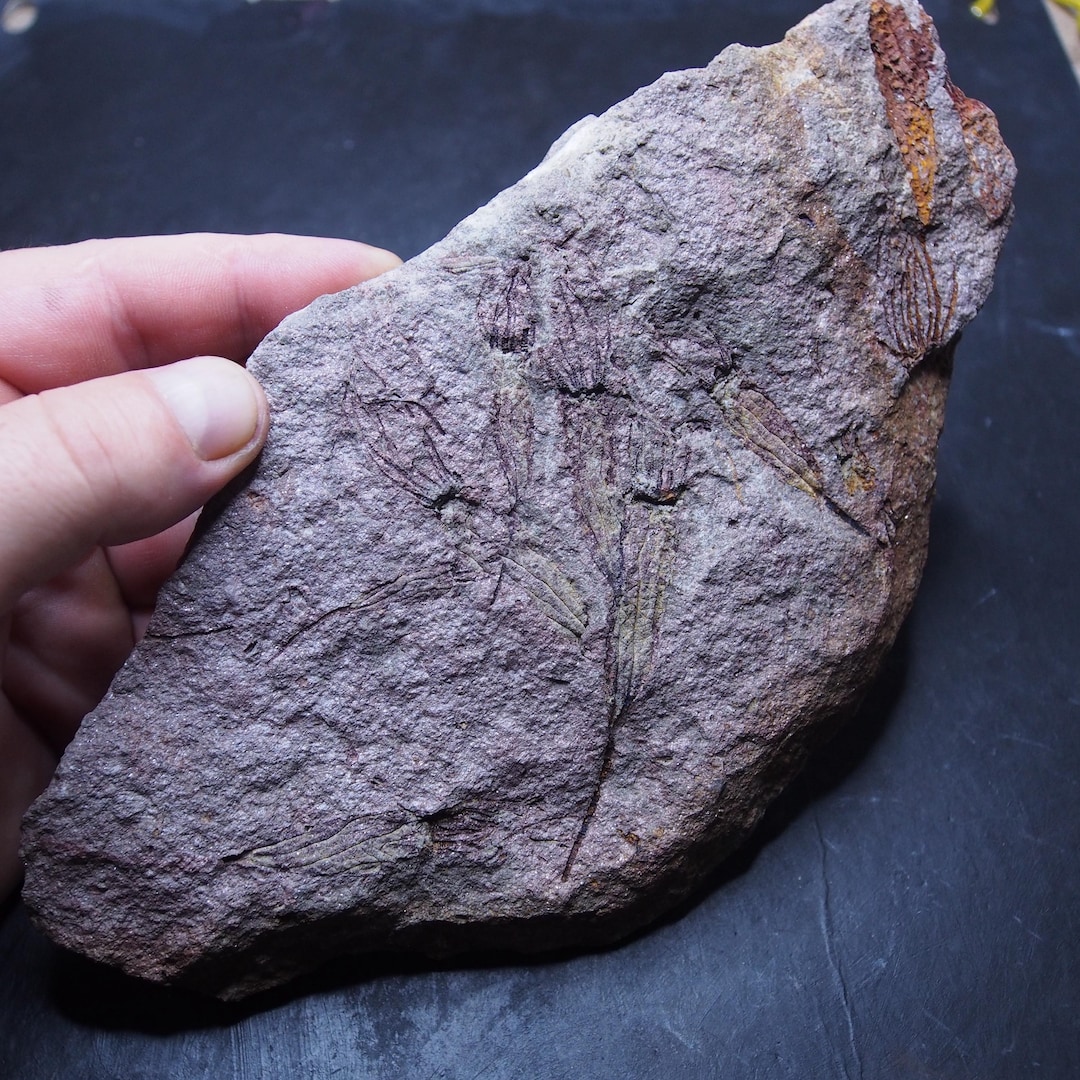 Eocrinoid Ascocystites Sp. Echinoderms Fossil Morocco Ordovician - Etsy