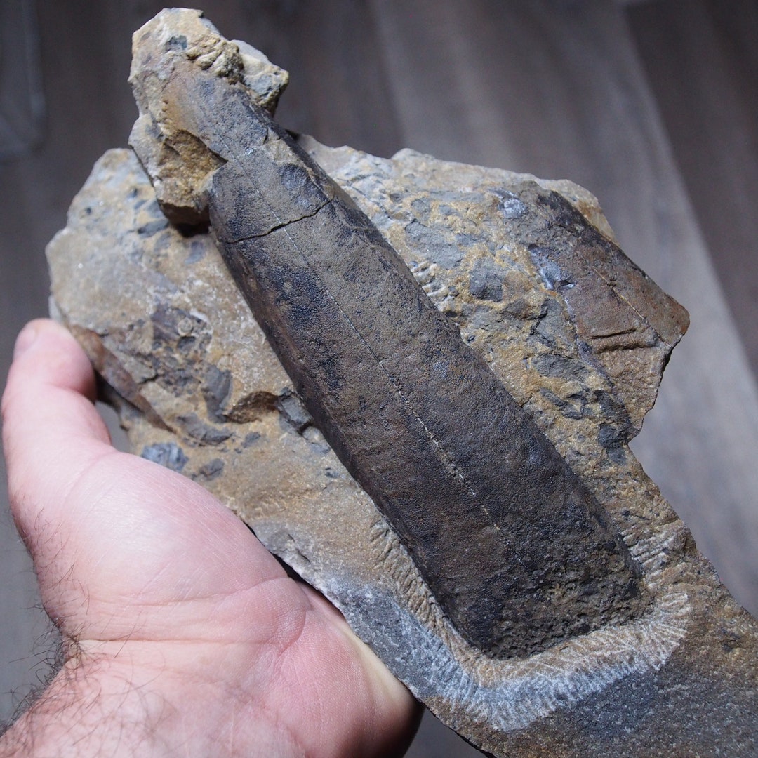 1.5kg. 160mm Rare Size Conulariid Conularia Animalia Ordovician Fossil ...