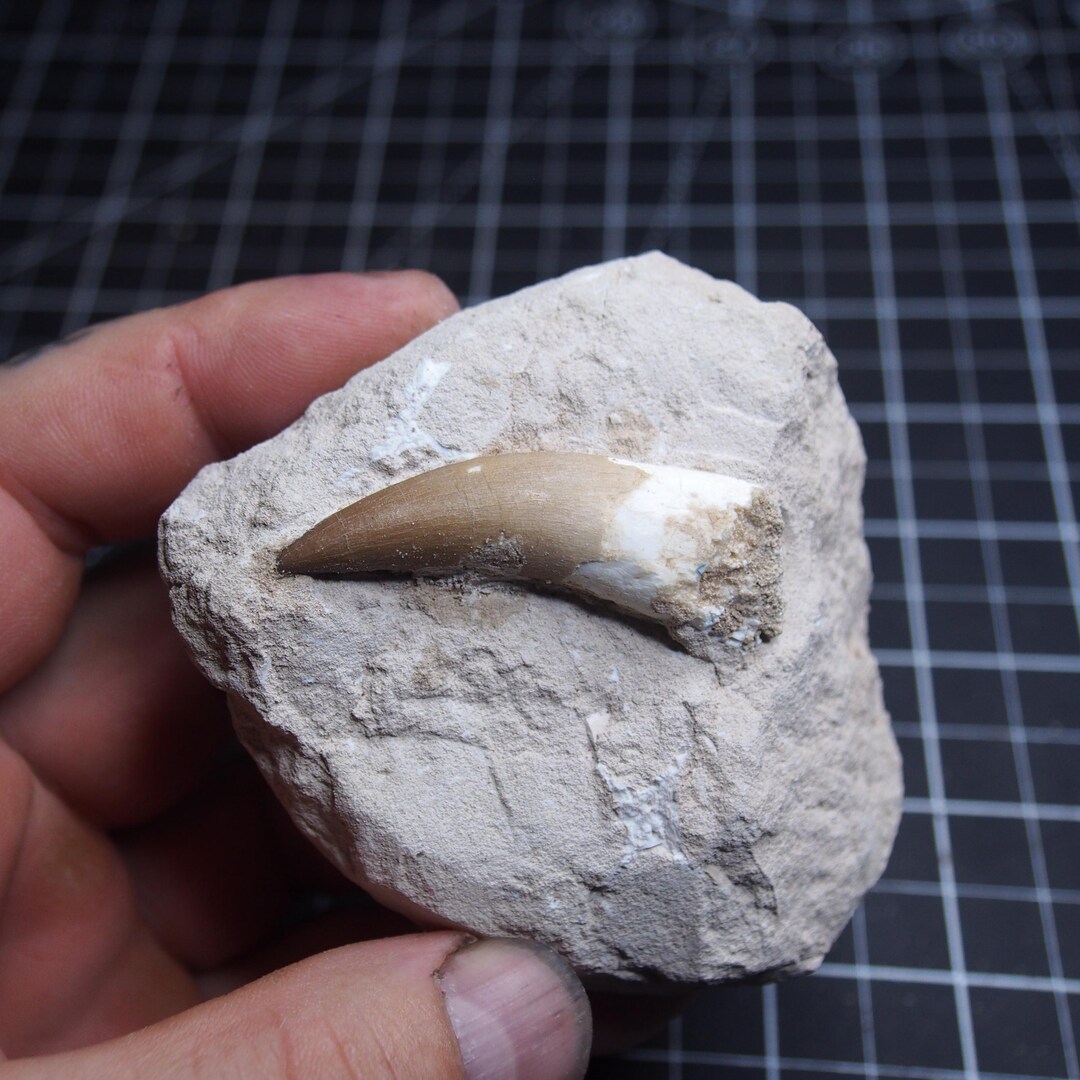Elasmosaurus Teeth Predators Plesiosaurus Fish Vertebra Fossils ...