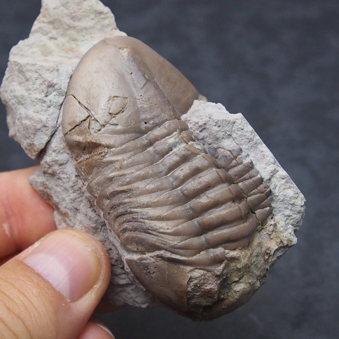 Offer a Price Asaphus Cornutus Fossil Trilobite Russia - Etsy