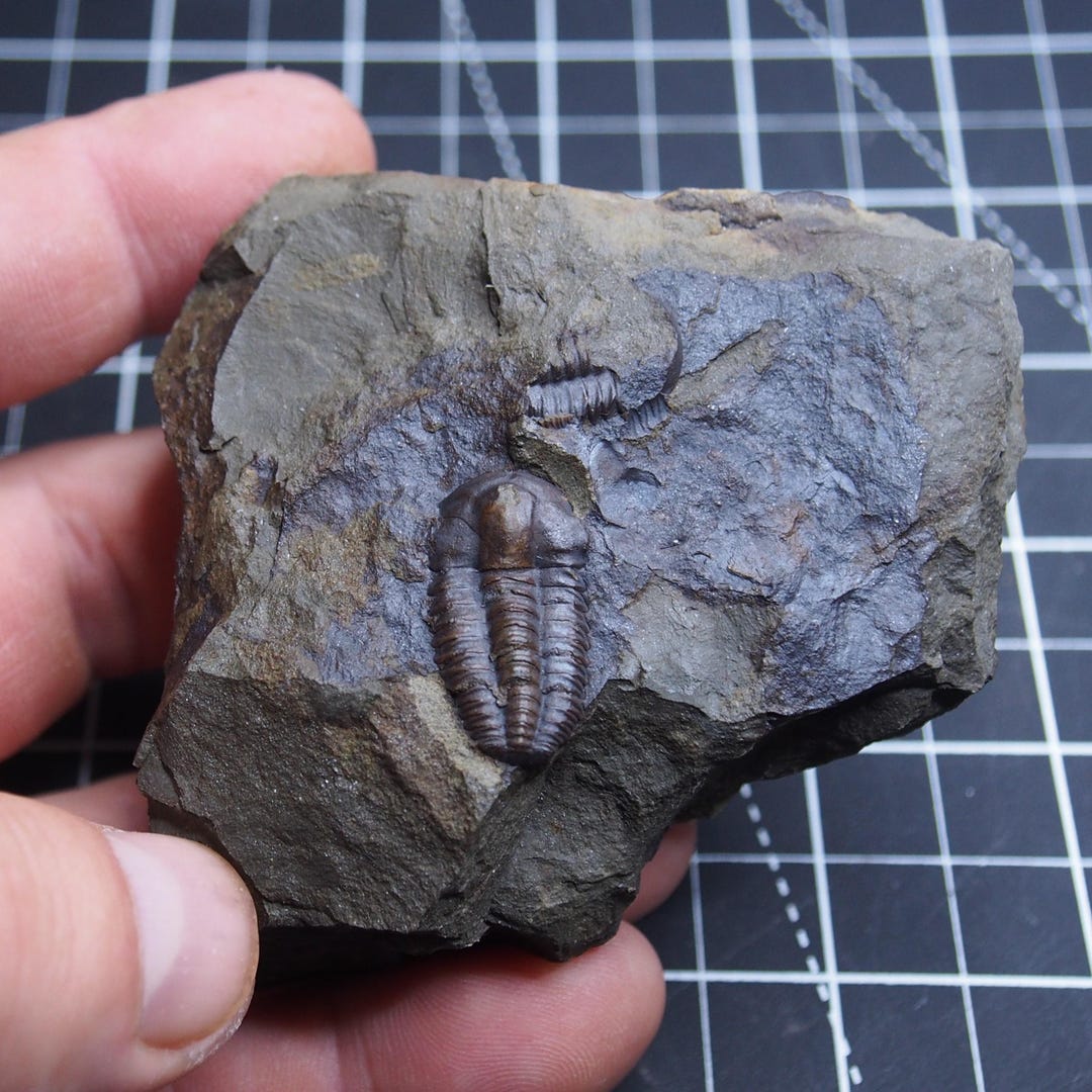 Czech Trilobite Ellipsocephalus Hoffi Cambrian Fossils Dino - Etsy