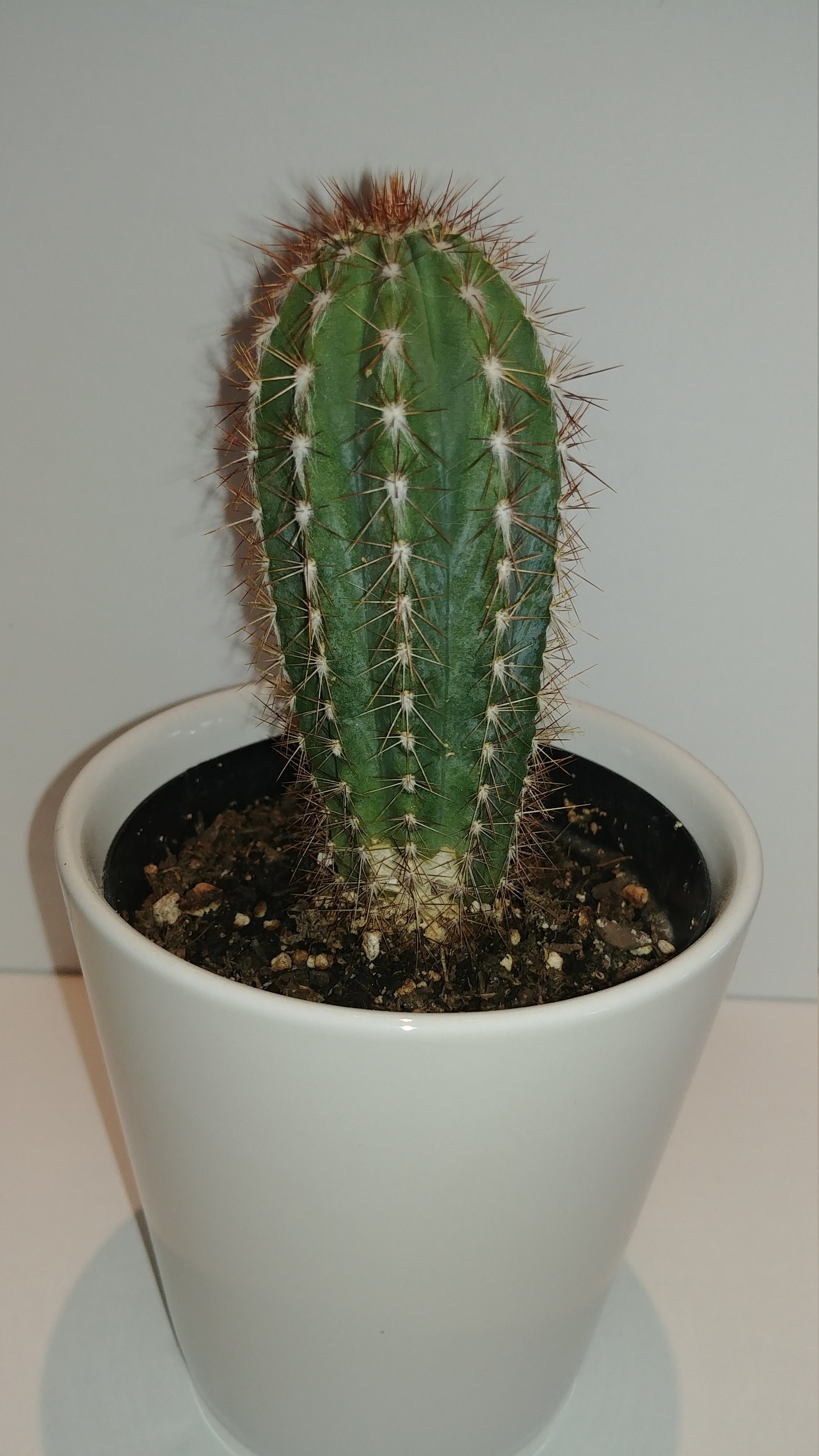 Blue Pilocereus Cactus 4 Tall | Etsy