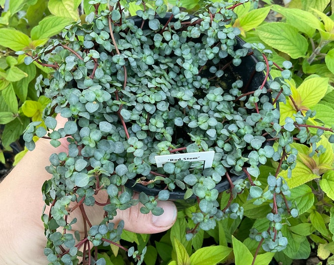 Pilea Red Stem / Babies Tears / Silver Sprinkles - Etsy