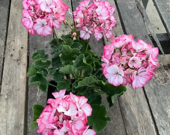 GERANIUM Tango Upright Strawberry Ice 1 Live Starter Plant 4 Nursery ...