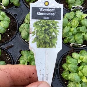 Basil, Everleaf Genovese - Etsy
