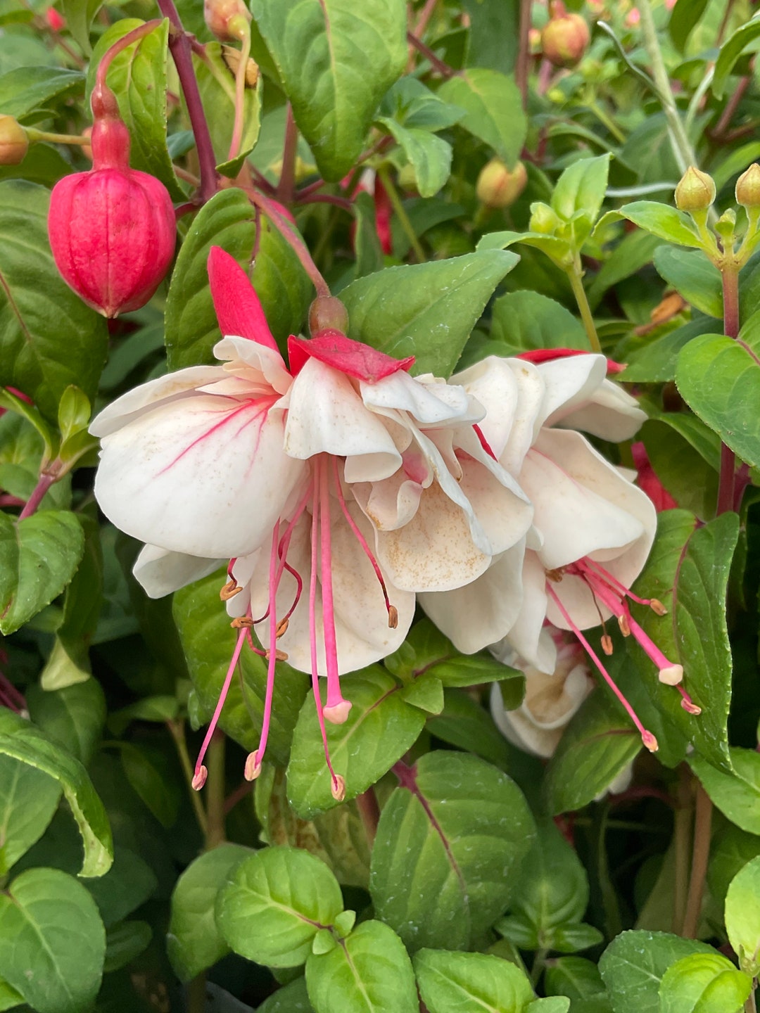 Fuchsia swingtime - Etsy