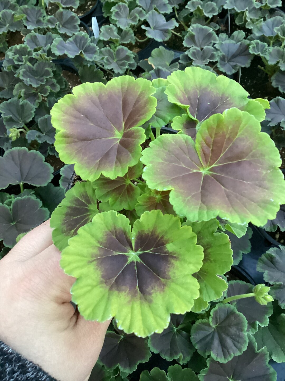 Geranium, Zonal, Exotica Coral Sunrise - Etsy