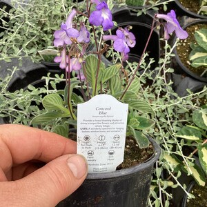 Streptocarpus, ‘concord Blue’ - Etsy