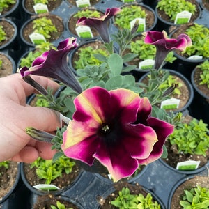 Petunia, crazytunia Blackberry Cheesecake - Etsy