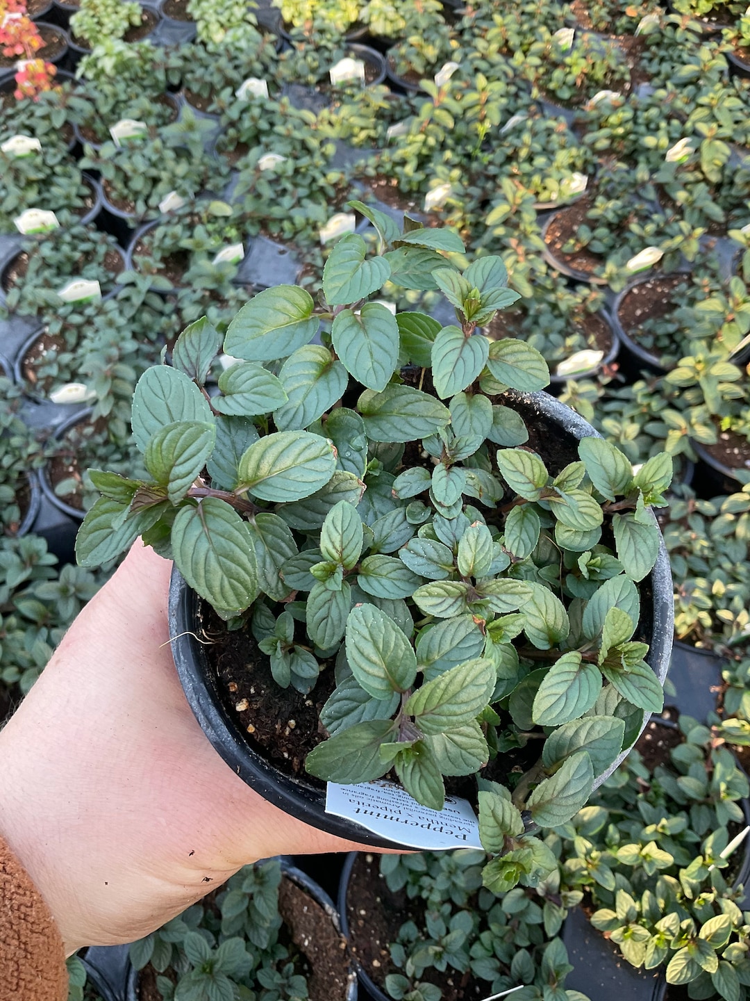 Peppermint Mint, Mentha Piperita - Etsy