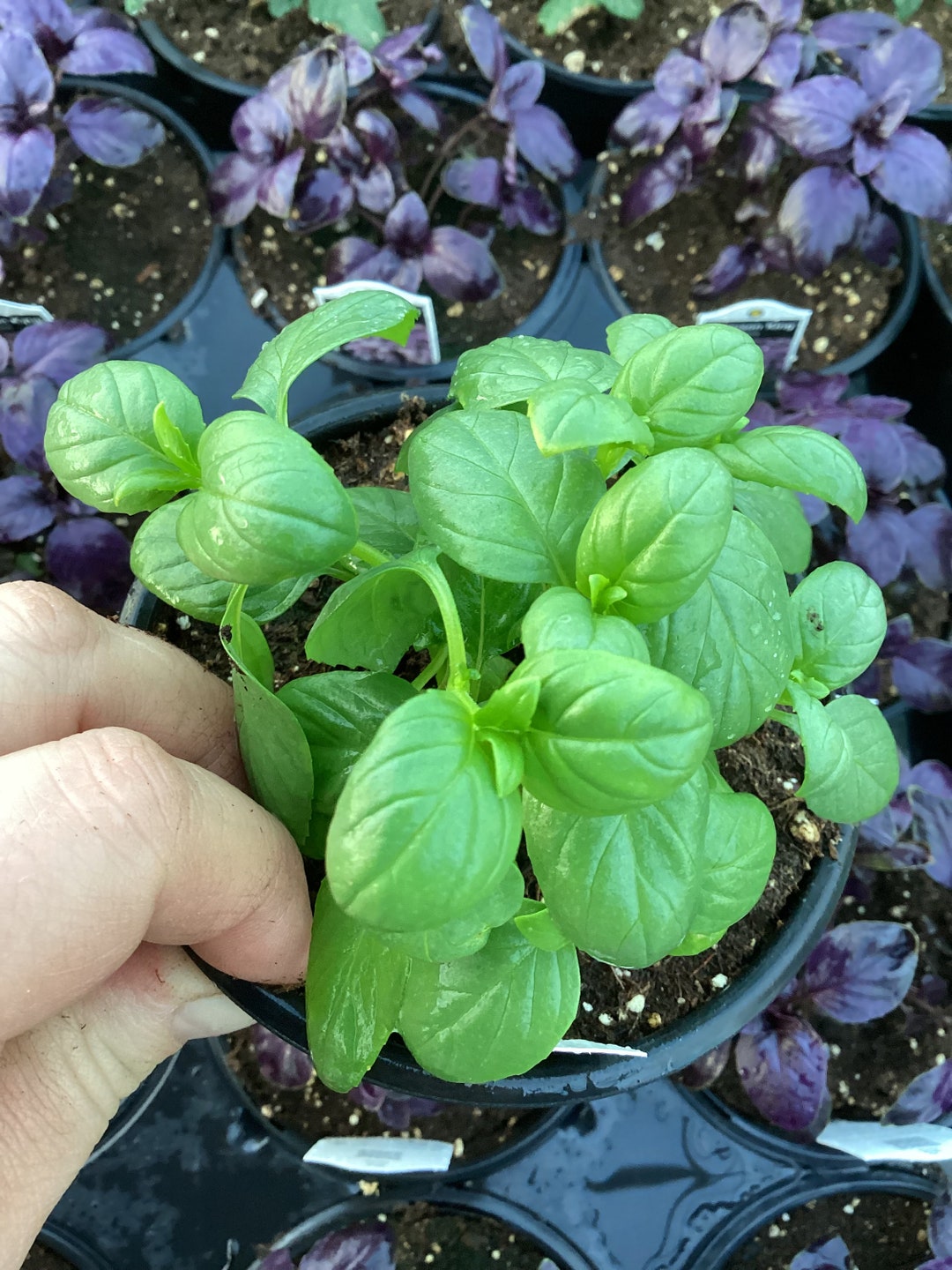 Basil ‘everleaf Emerald Towers’ - Etsy