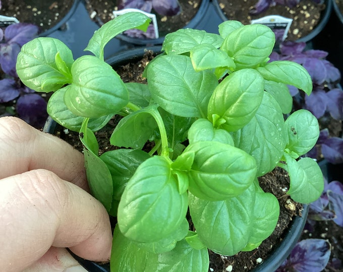 Basil Everleaf Emerald Towers - Etsy