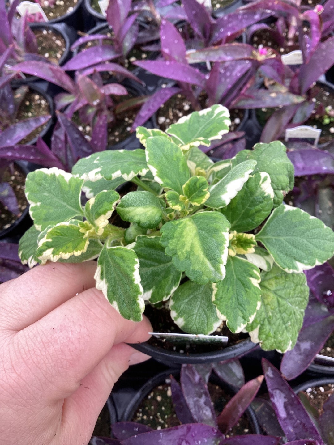 Candlevine, Plectranthus, Variegated, Ibozo Vine - Etsy